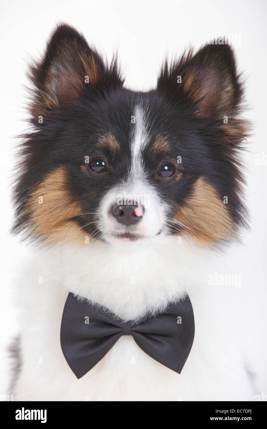 Portrait of Mixed Breed Dog wearing bow-tie in front of white ...