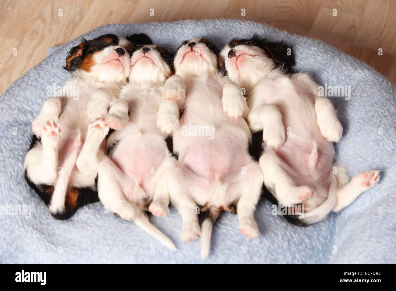 Row of four sleeping Cavalier King Charles Spaniel puppies lying on the ...