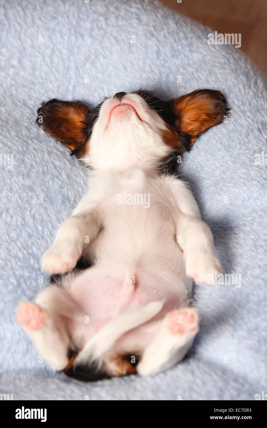 Sleeping Cavalier King Charles Spaniel puppy lying on back on a blanket ...