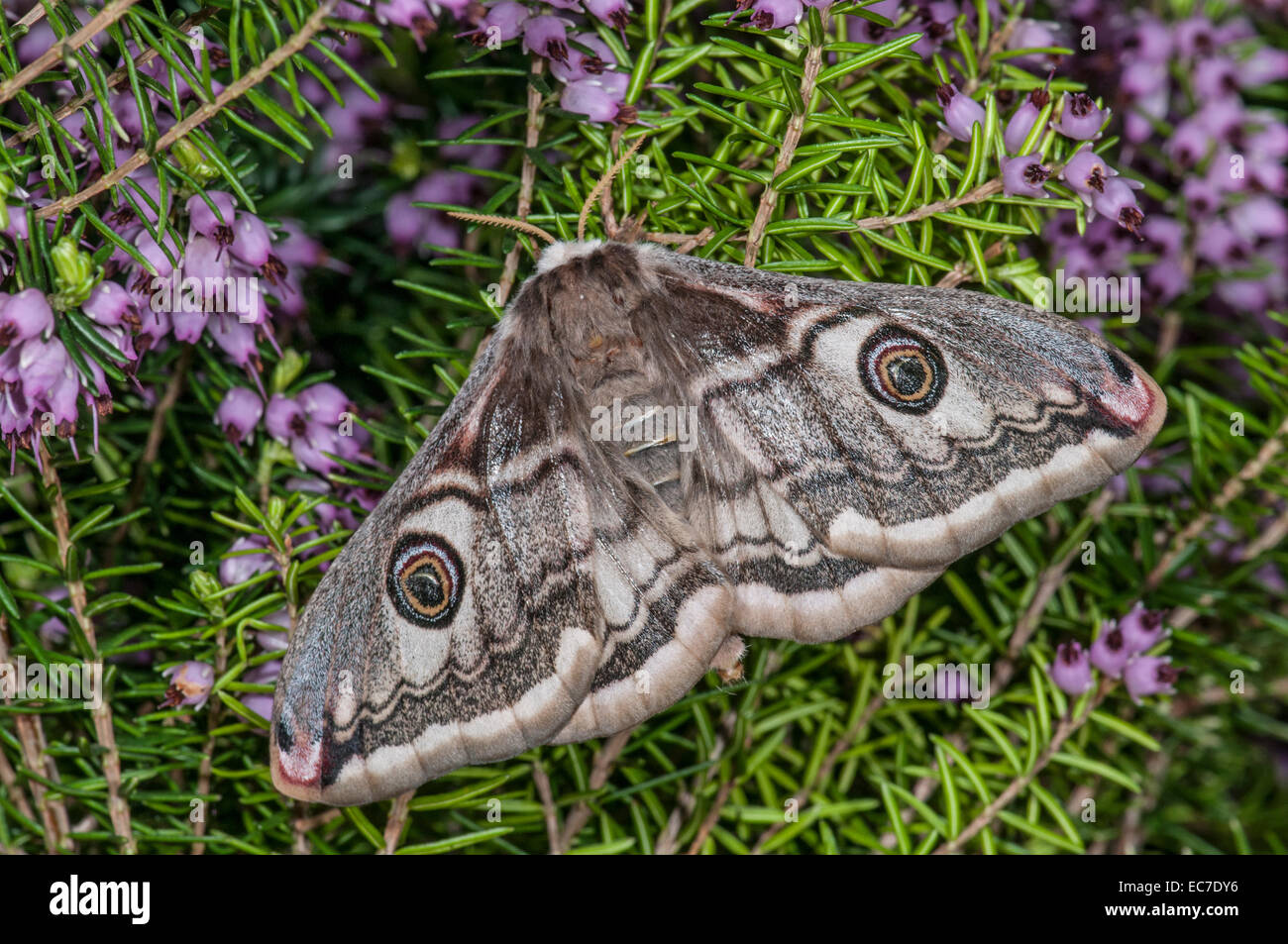Emperor Moth: Saturnia pavonia. Female Stock Photo - Alamy