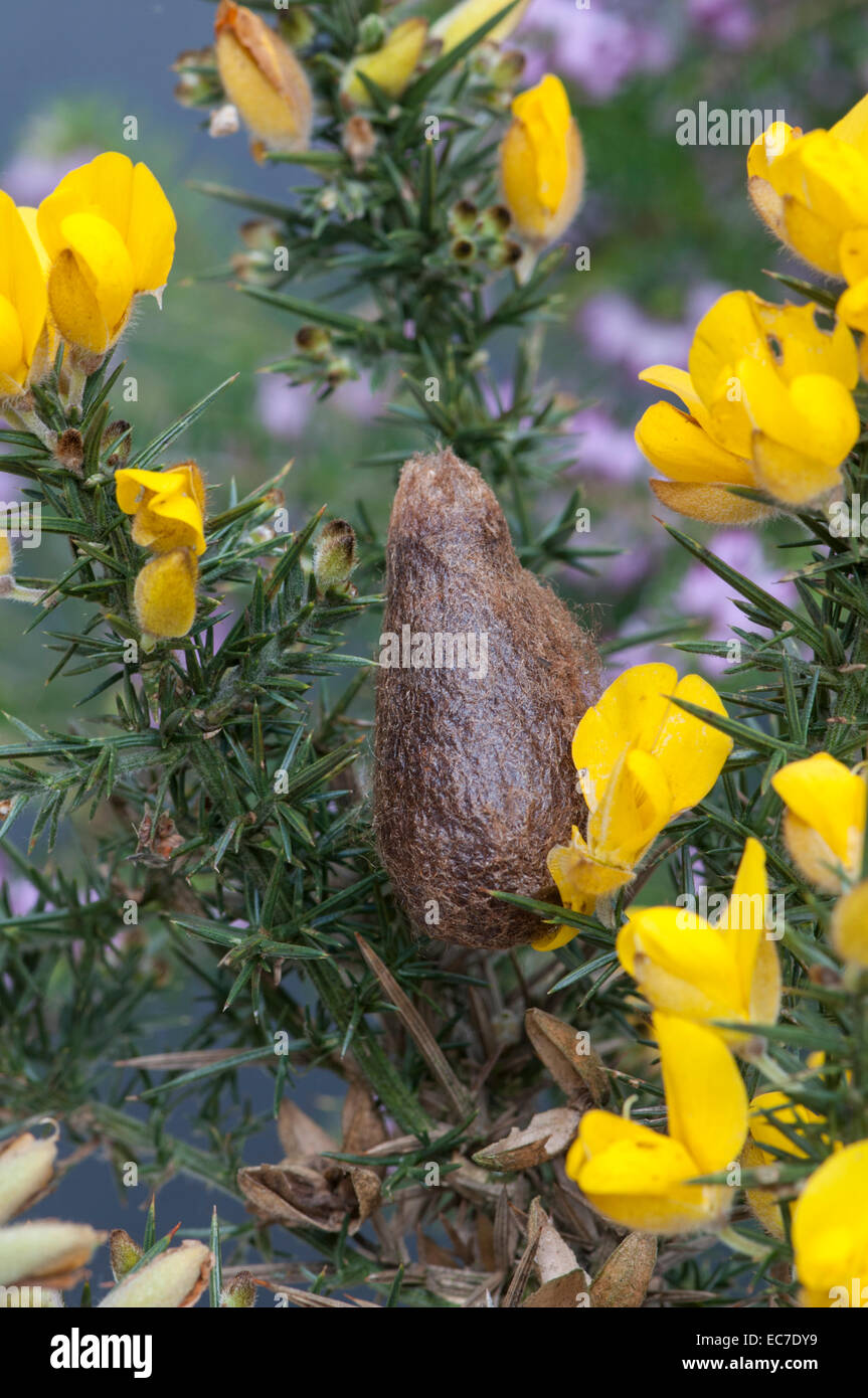 Emperor Moth: Saturnia pavonia. Pupal case. Surrey, England Stock Photo ...