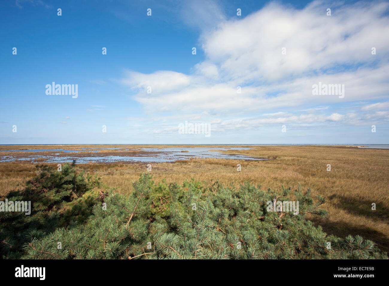 Germany, Western Pomerania Lagoon Area National Park, Typical wetlands ...