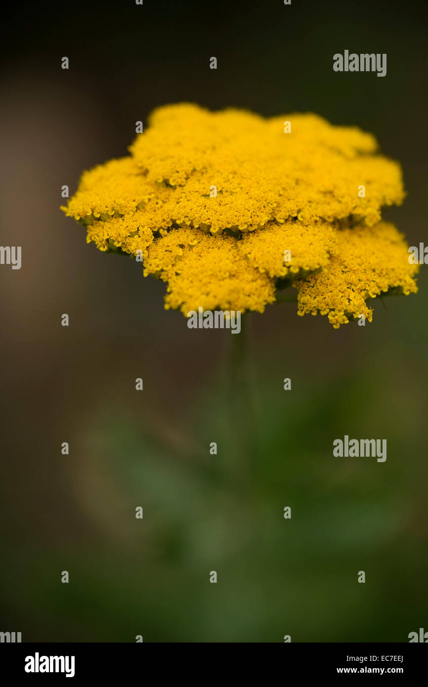 Fernleaf yarrow, Achillea filipendulina Stock Photo - Alamy