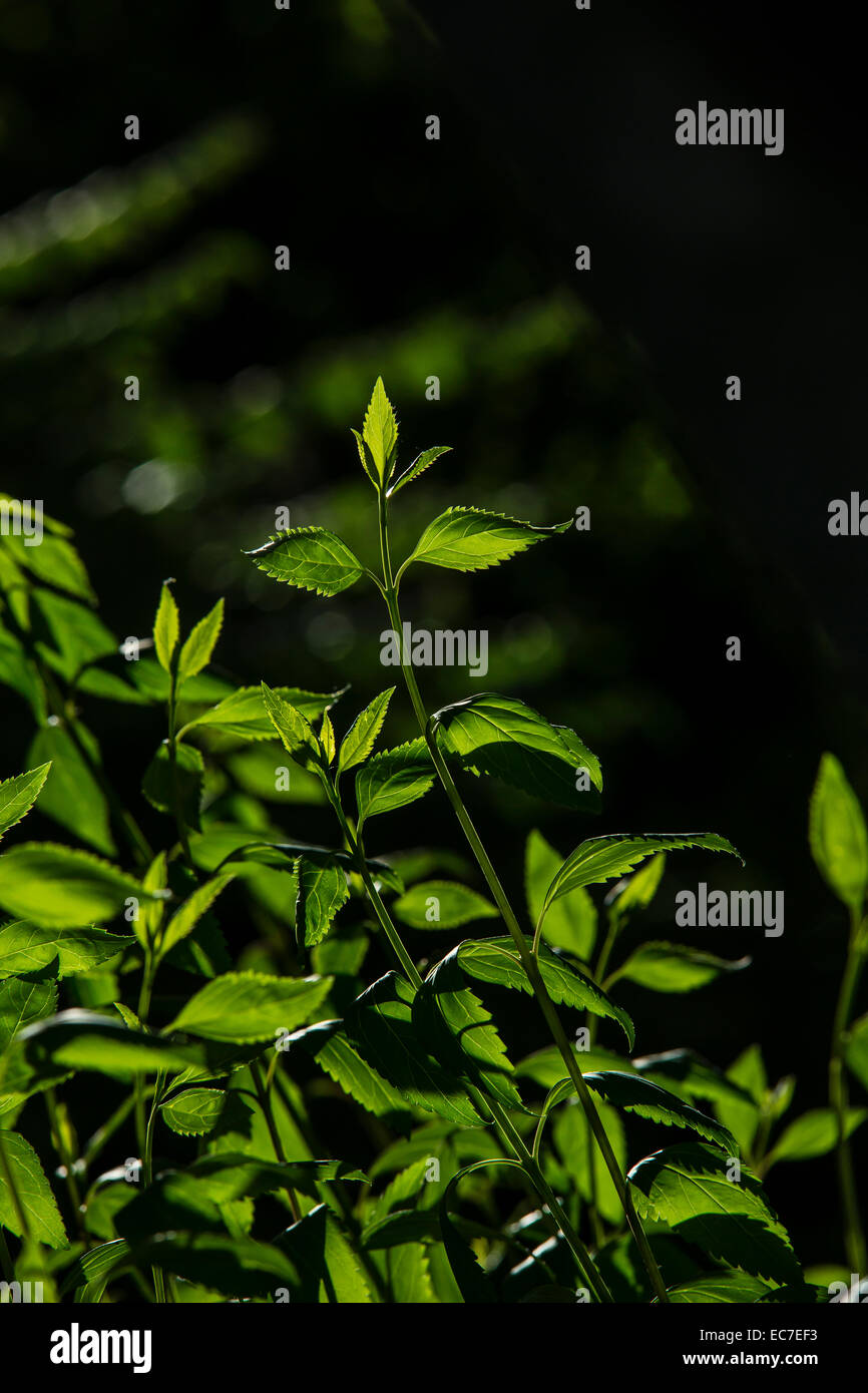Germany, Growing plant Stock Photo - Alamy