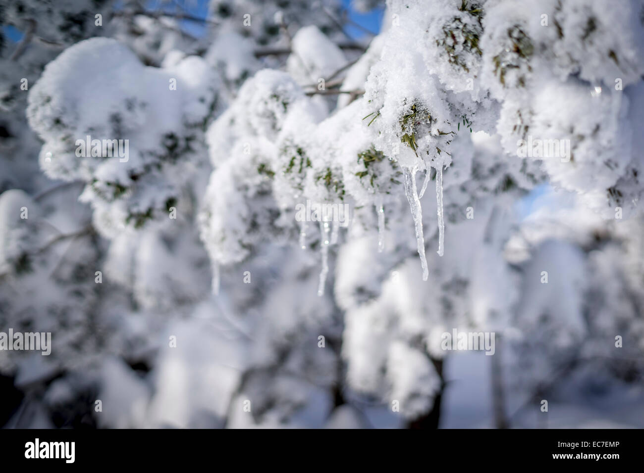 Ice icicles on fir tree hi-res stock photography and images - Alamy