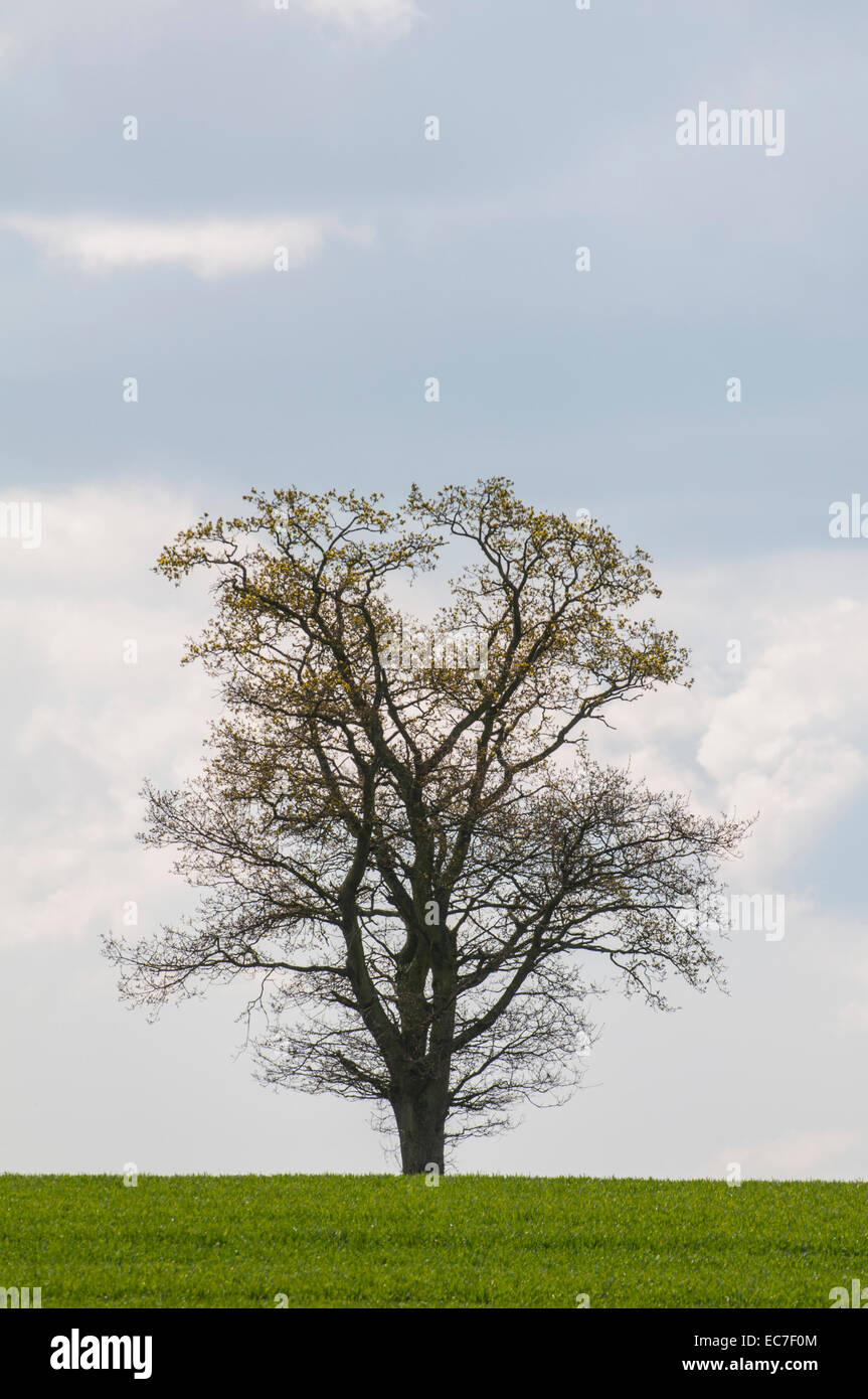 Isolated tree field hi-res stock photography and images - Alamy