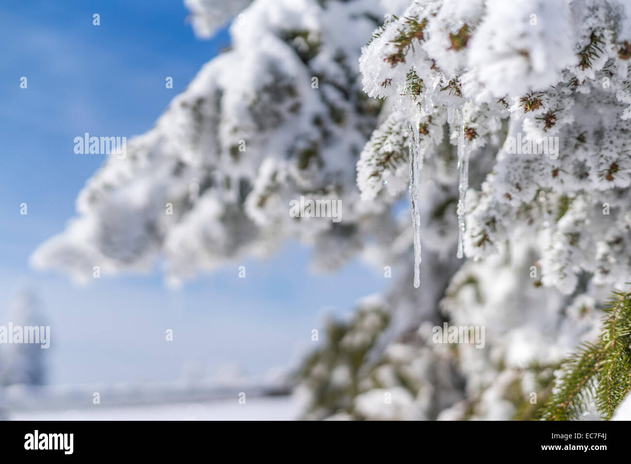 Icicle Tree High Resolution Stock Photography and Images - Alamy