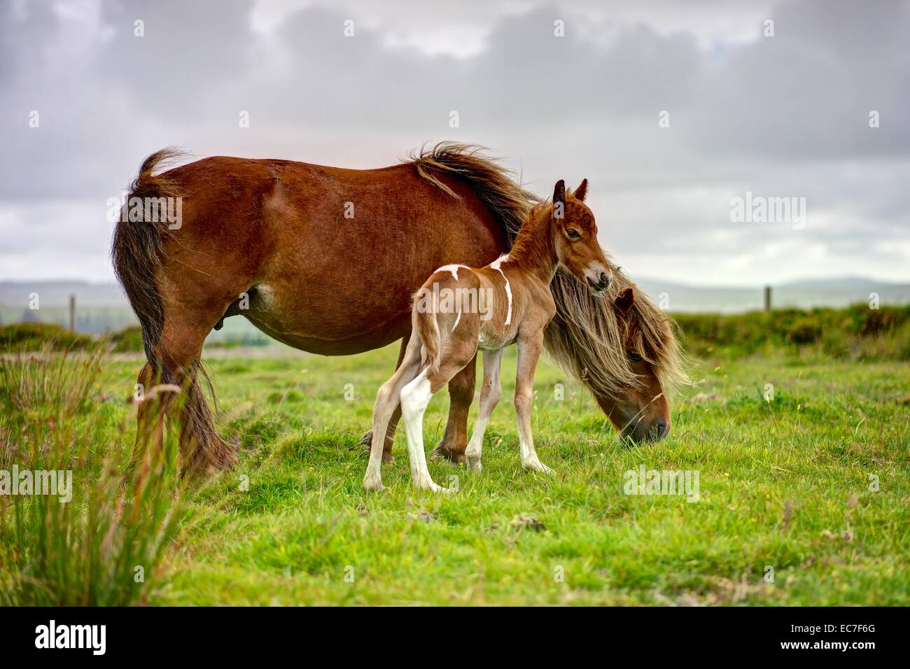 Two Shetland Ponies grazing in a field together, mare and foal, both ...