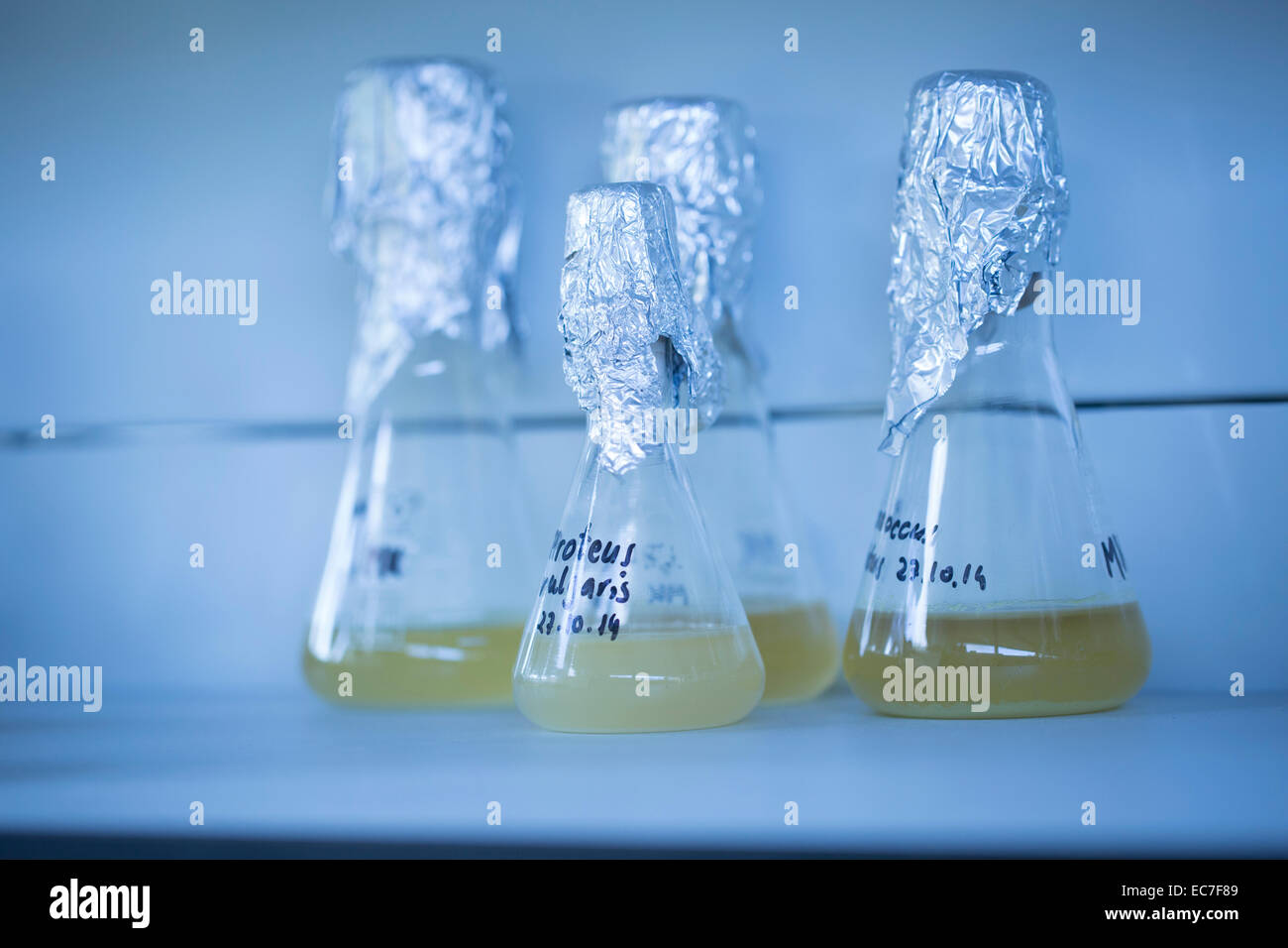 Four Erlenmeyer flasks with tests in a laboratory Stock Photo - Alamy