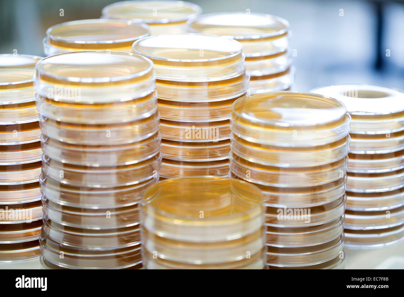 Stacks of petri dishes in a laboratory Stock Photo - Alamy