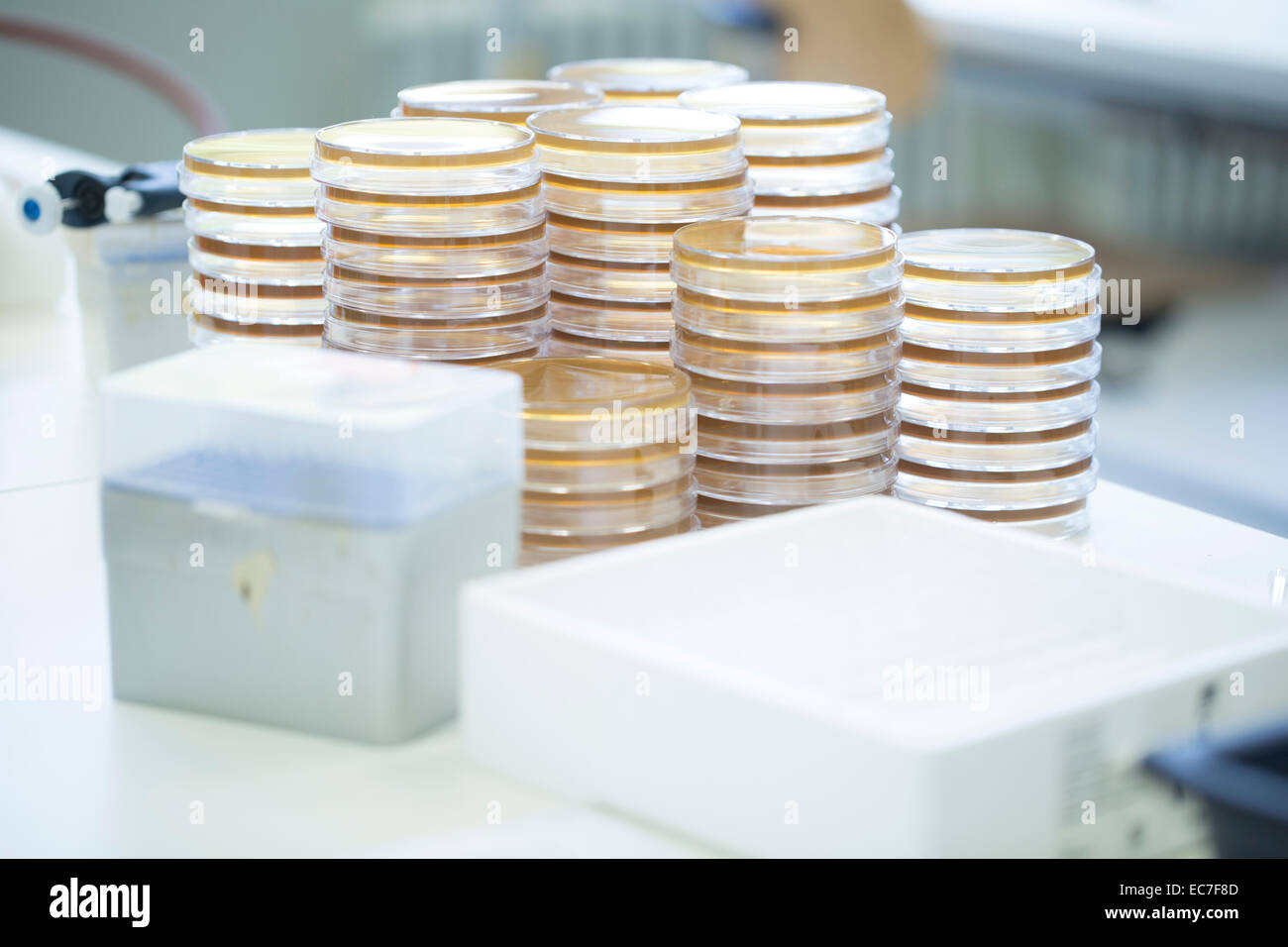 Stacks of petri dishes in a laboratory Stock Photo - Alamy