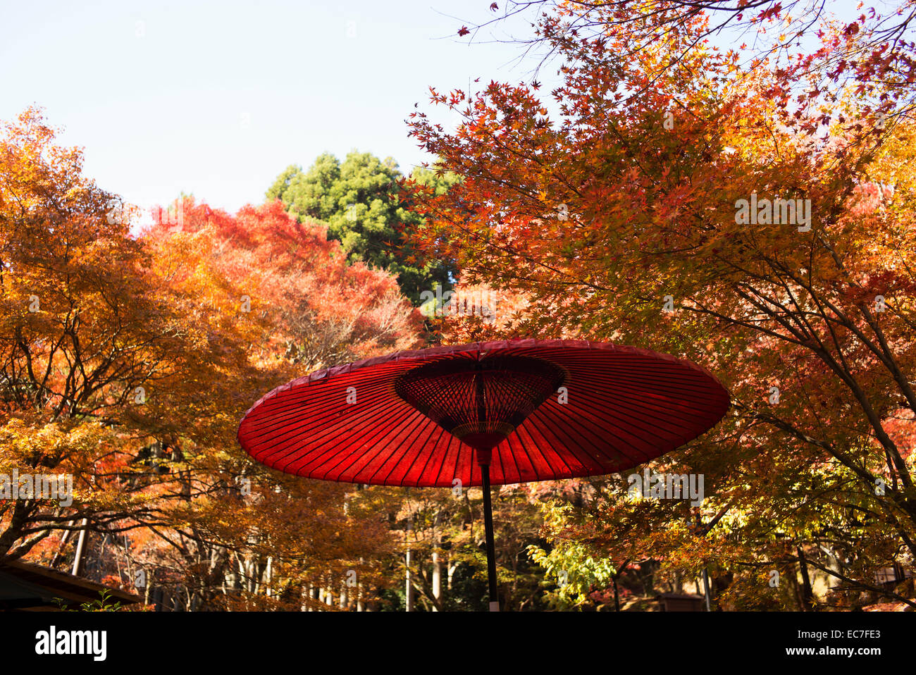 A parasol surrounded by autumnal foliage at Takao near Kyoto, Japan ...