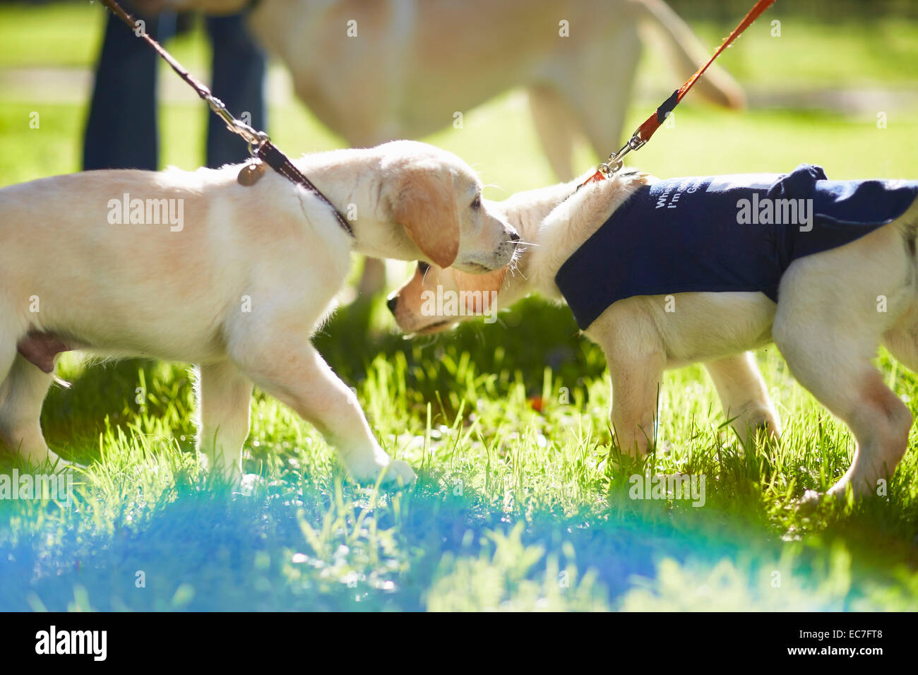 Guide dogs at dog training Stock Photo - Alamy