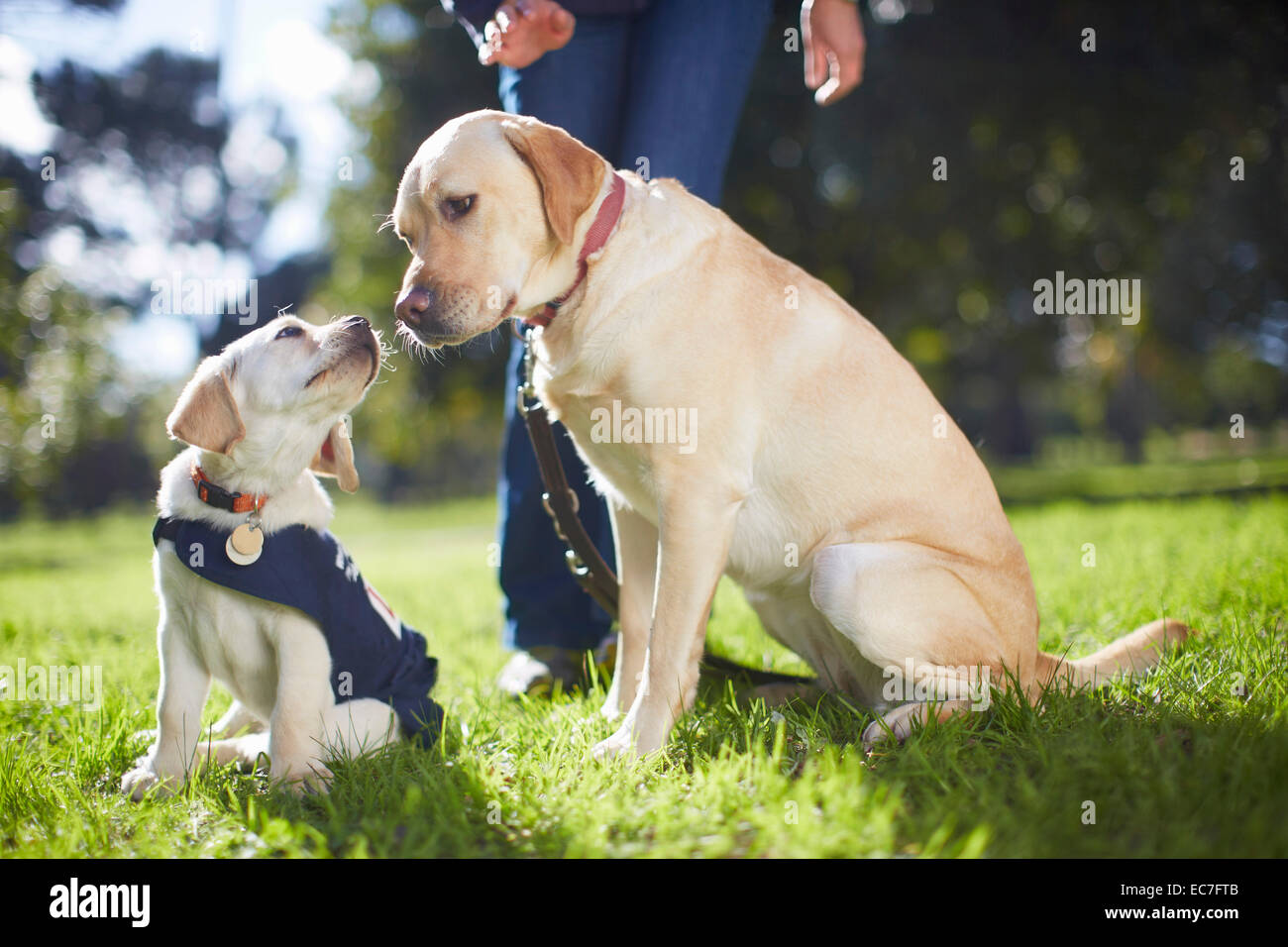 Guide dog dogs hi-res stock photography and images - Alamy