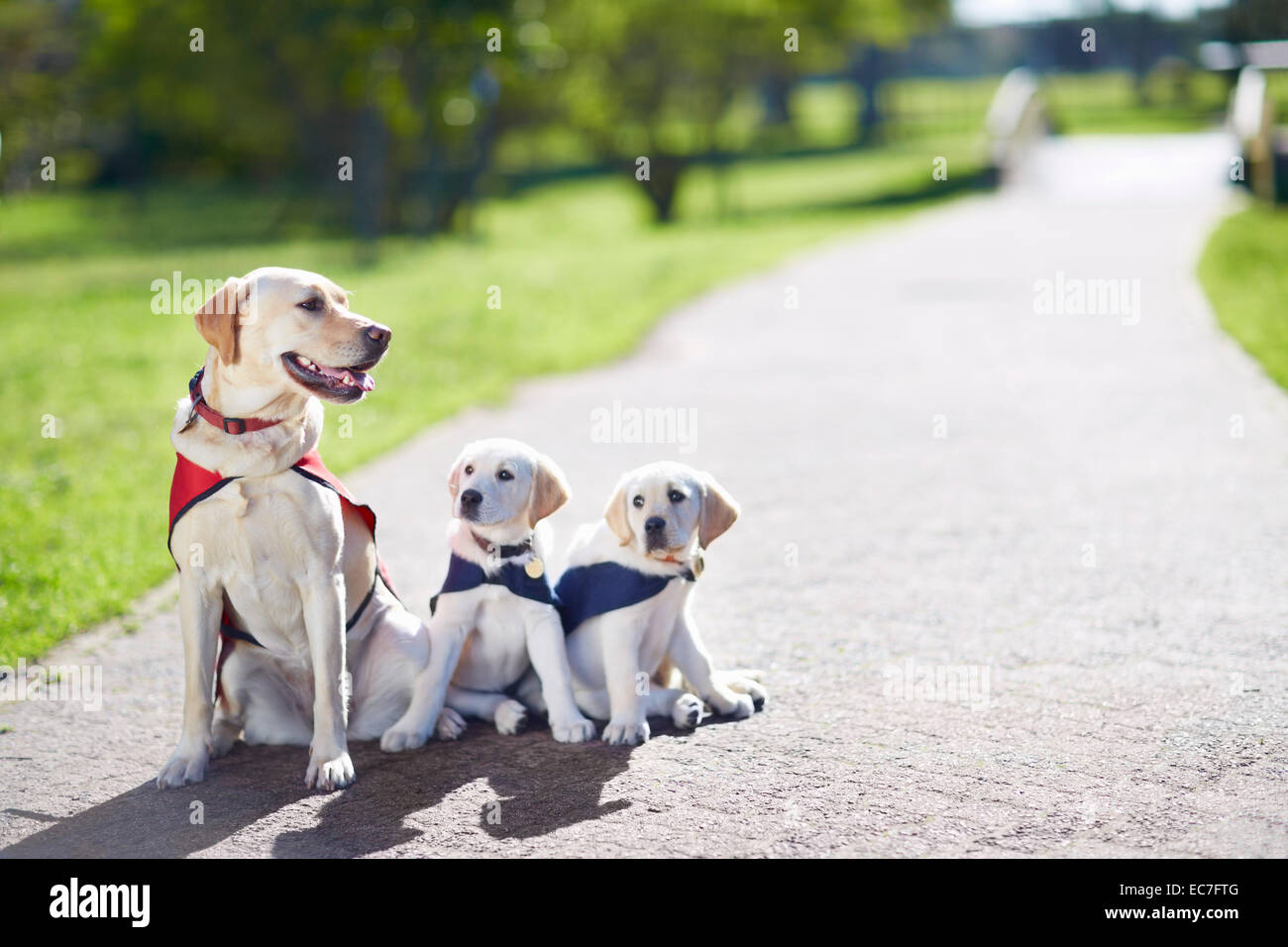 Guide dog puppy hi-res stock photography and images - Alamy