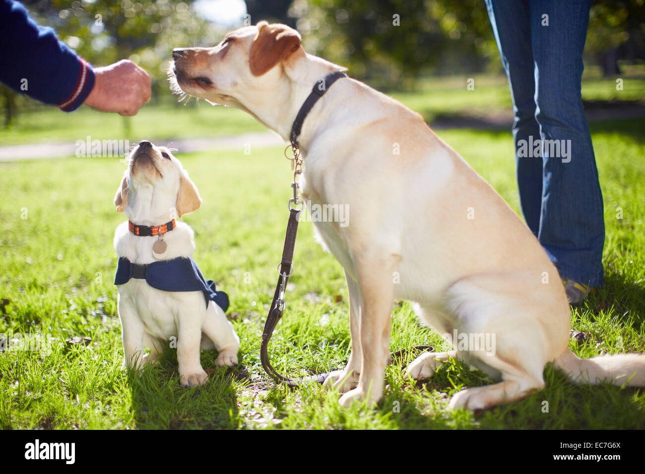 Woman with guide dog hi-res stock photography and images - Alamy