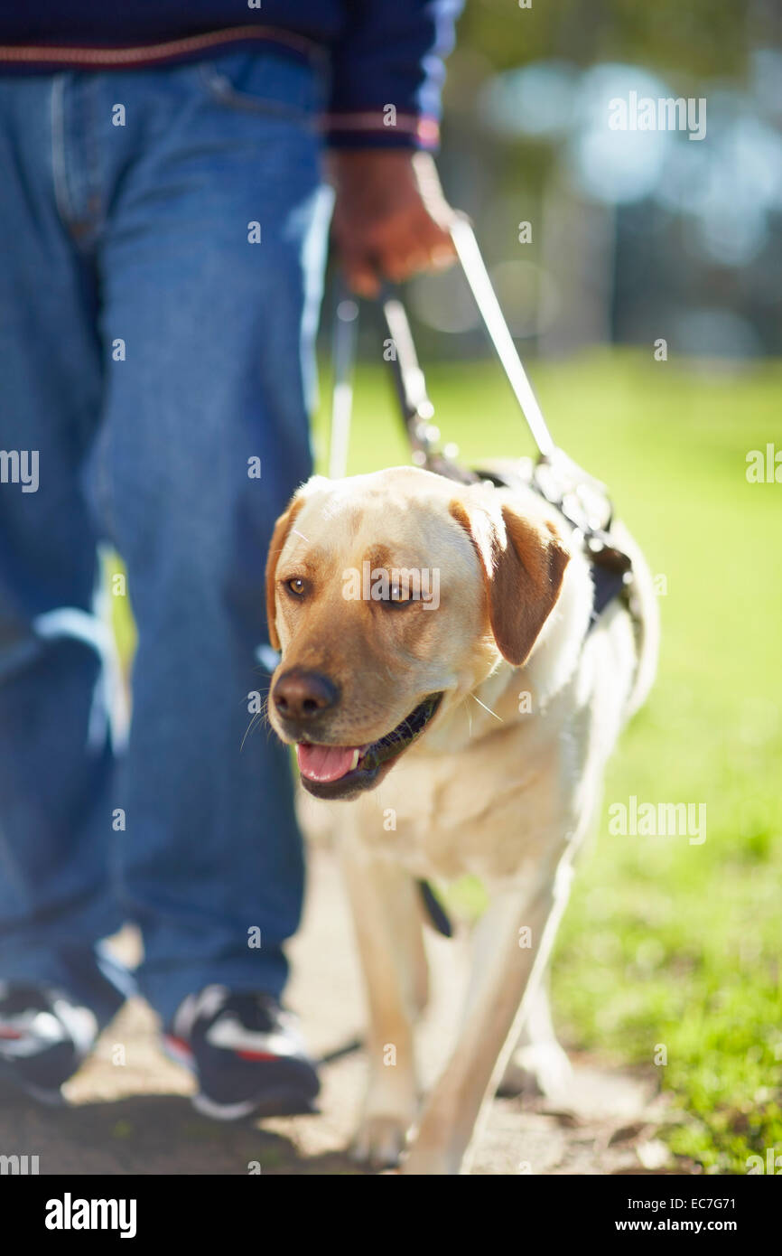 Portrait of guide dog Stock Photo - Alamy