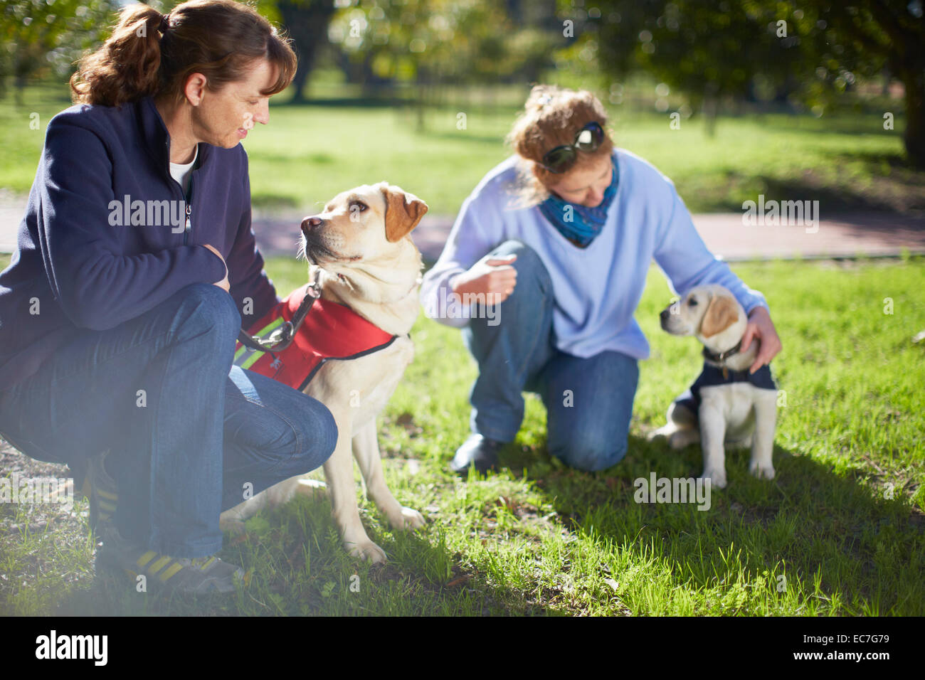 Two guide dogs at dog training Stock Photo - Alamy