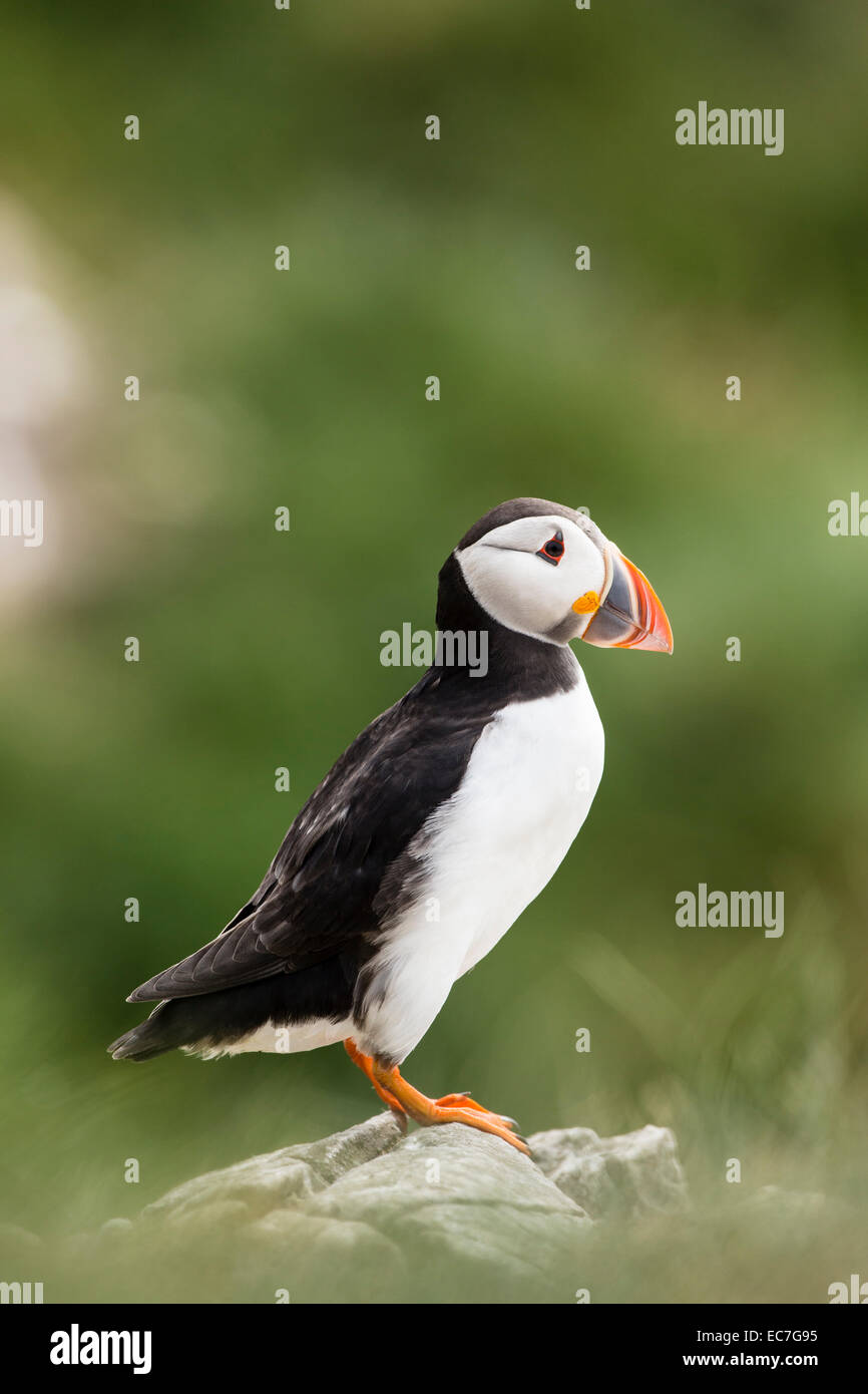 United Kingdom, England, Northumberland, Farne Islands, Atlantic puffin ...