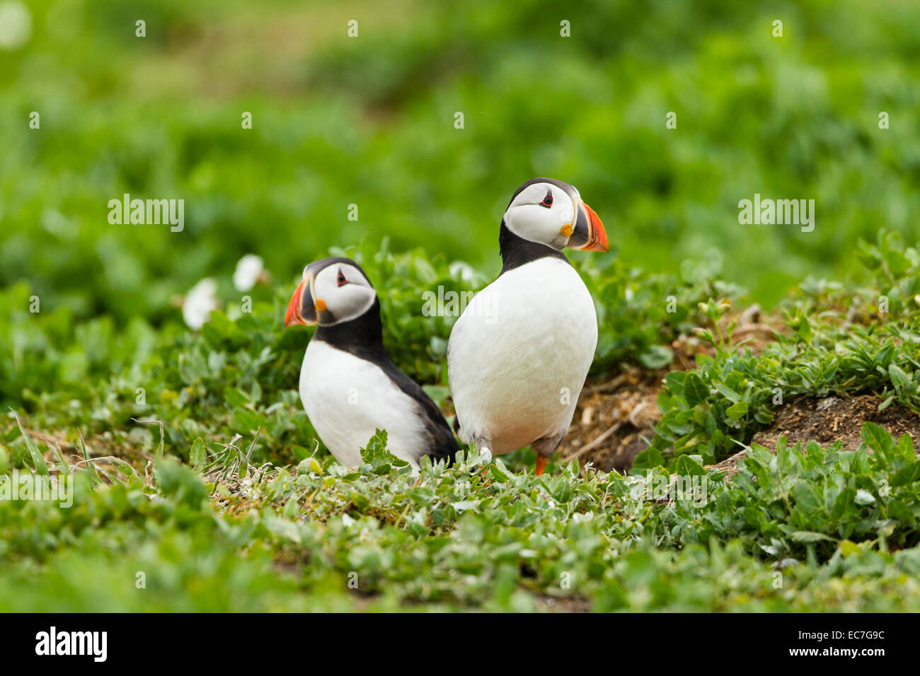 United Kingdom, England, Northumberland, Farne Islands, Atlantic ...