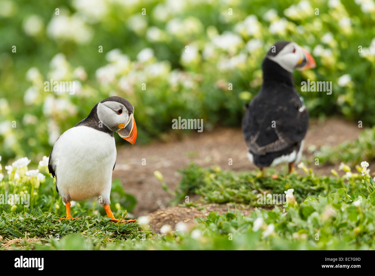 United Kingdom, England, Northumberland, Farne Islands, Atlantic ...