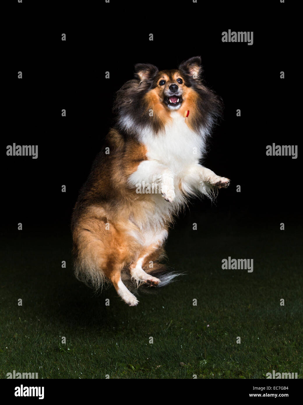 Shetland Sheepdog jumping at night Stock Photo - Alamy