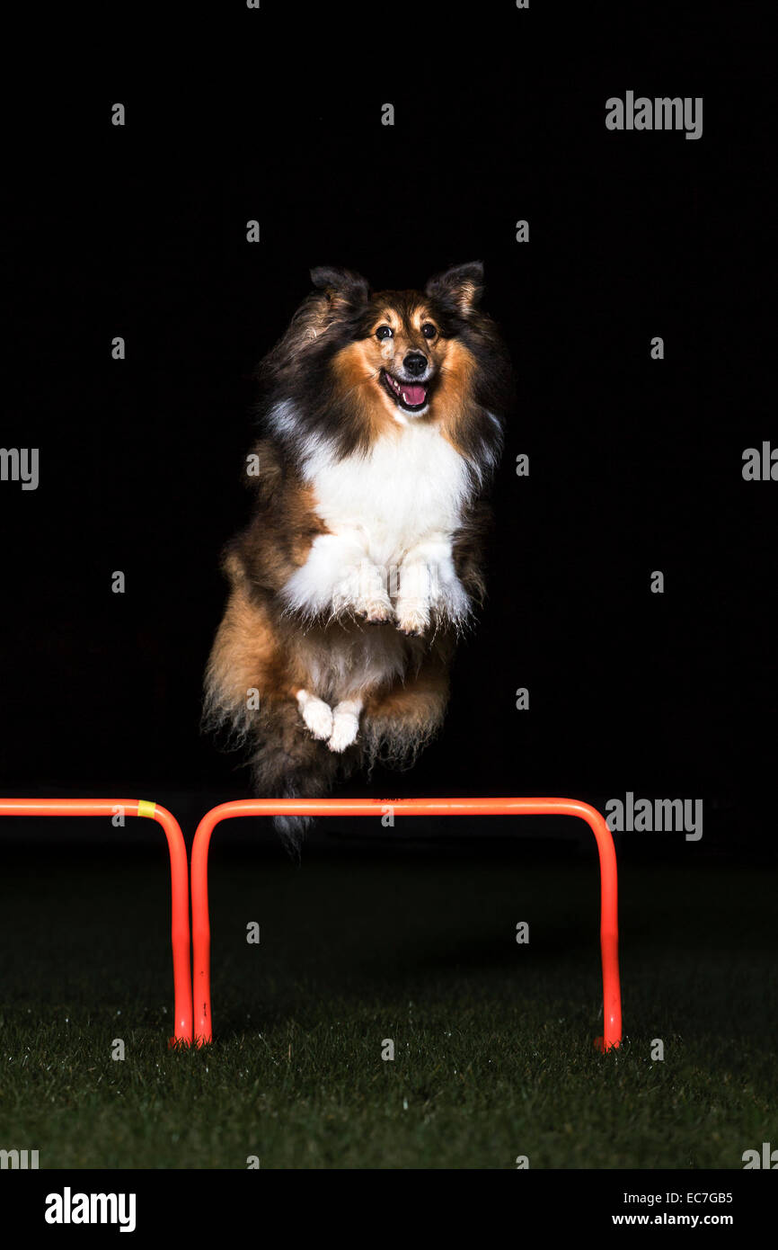 Shetland Sheepdog jumping over hurdle at night Stock Photo - Alamy