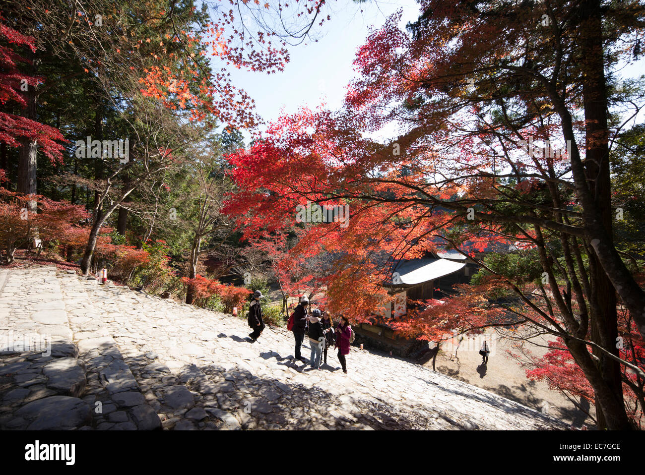 Autumnal colors of Maple leaves at Jingo-ji Temple, near Kyoto, Japan ...