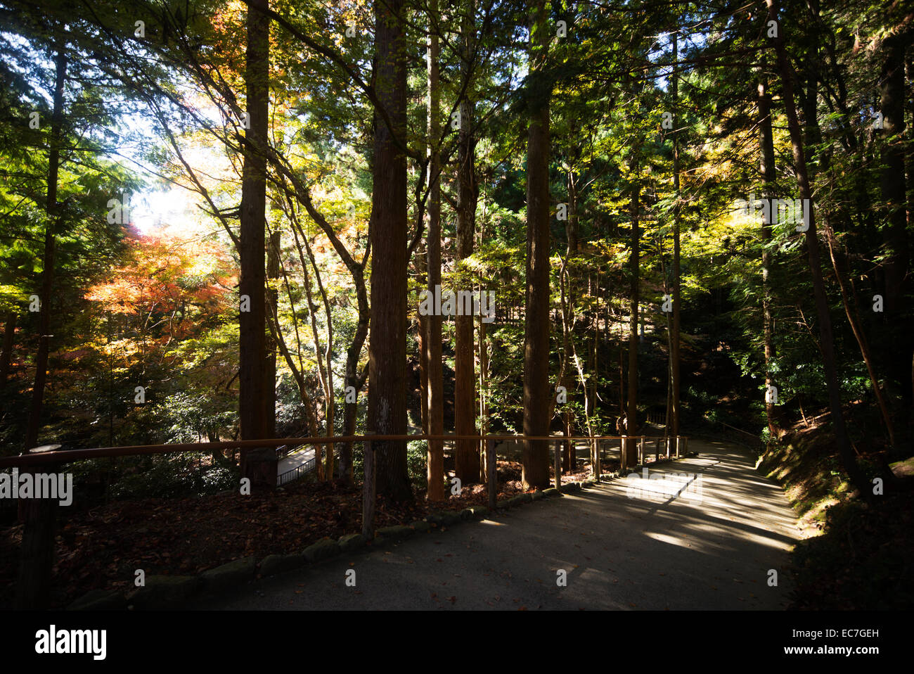 Woodland walk, Takao, Kyoto, Japan Stock Photo - Alamy