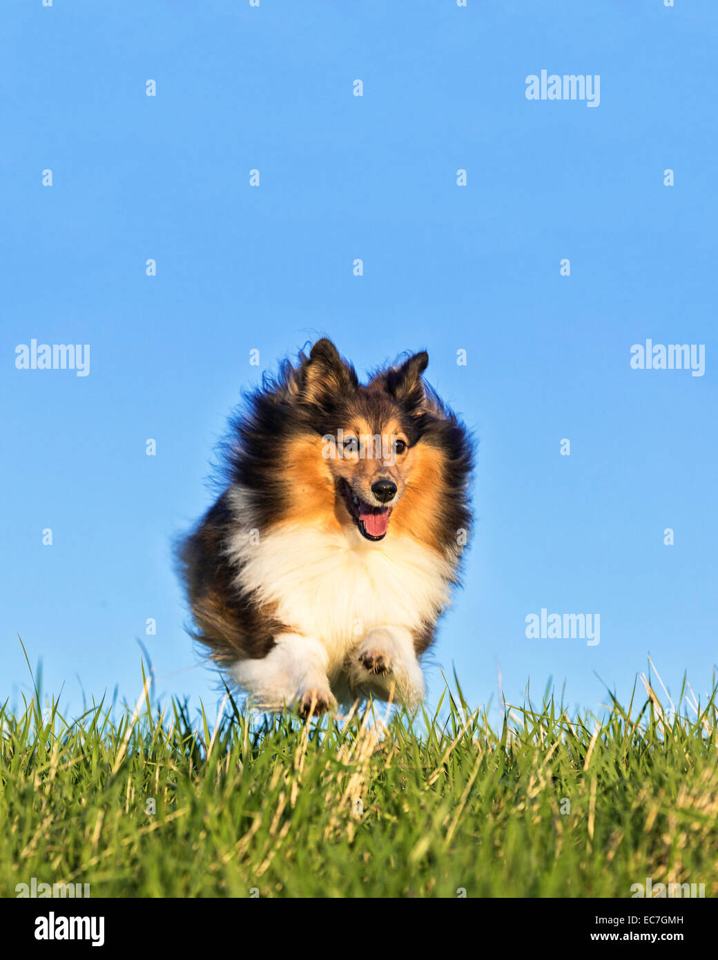 Shetland sheepdog running on meadow hi-res stock photography and images ...