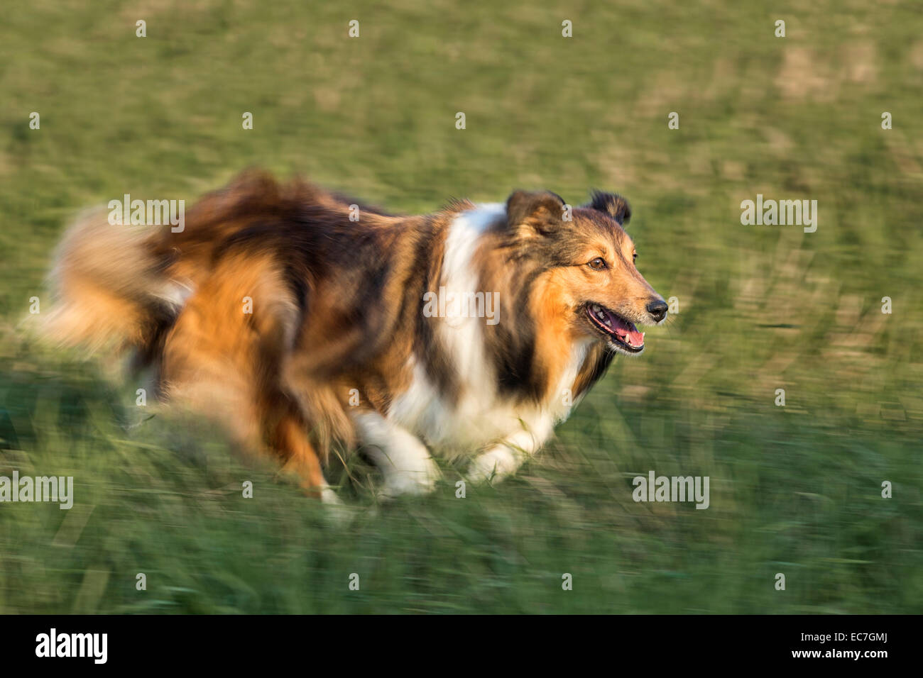 Shetland Sheepdog running on meadow Stock Photo - Alamy