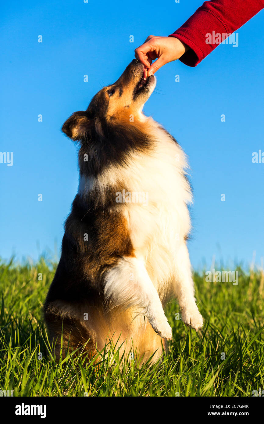 Shetland Sheepdog receiving reward Stock Photo - Alamy