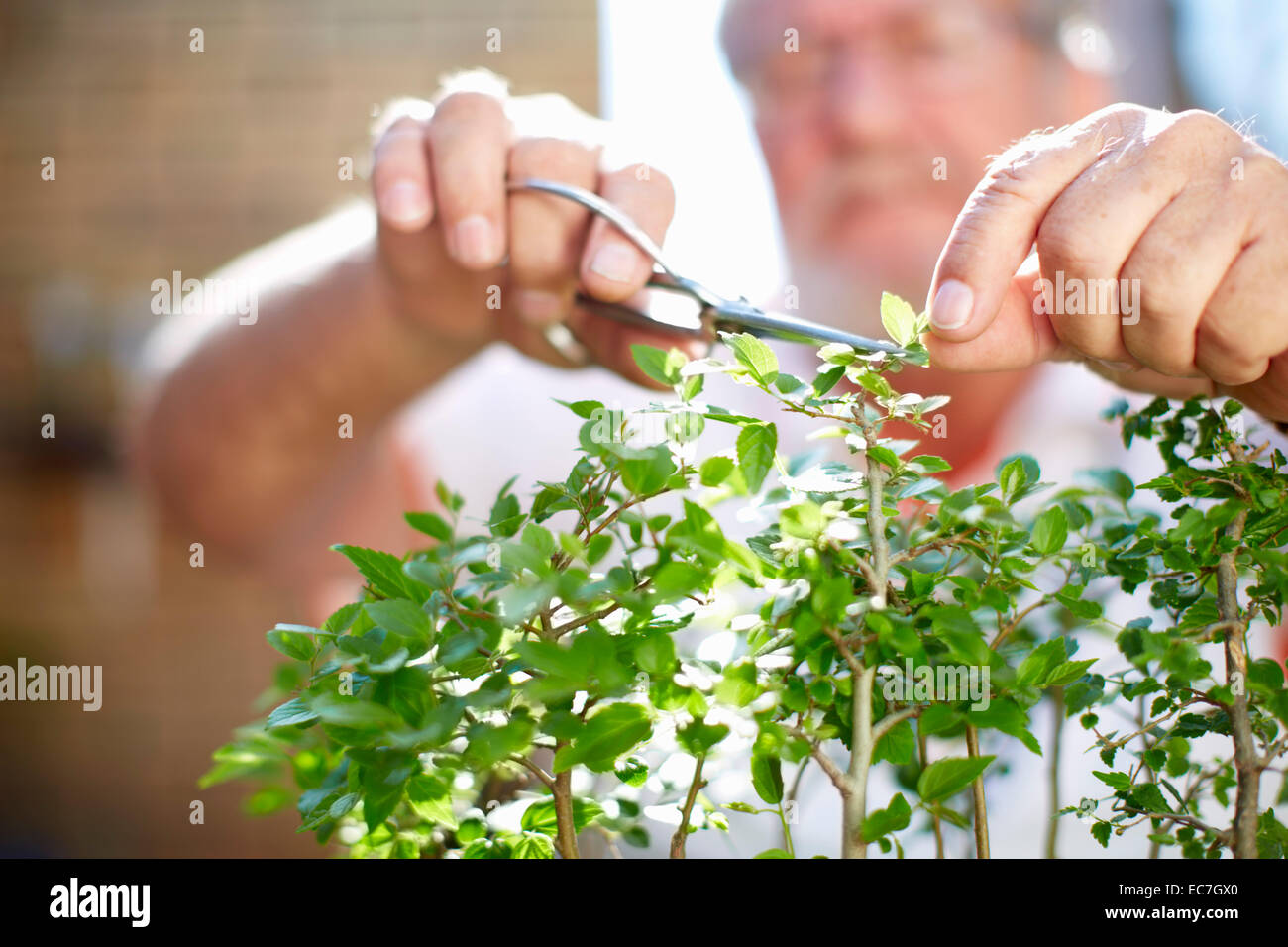 Senior man pruning plant Stock Photo - Alamy