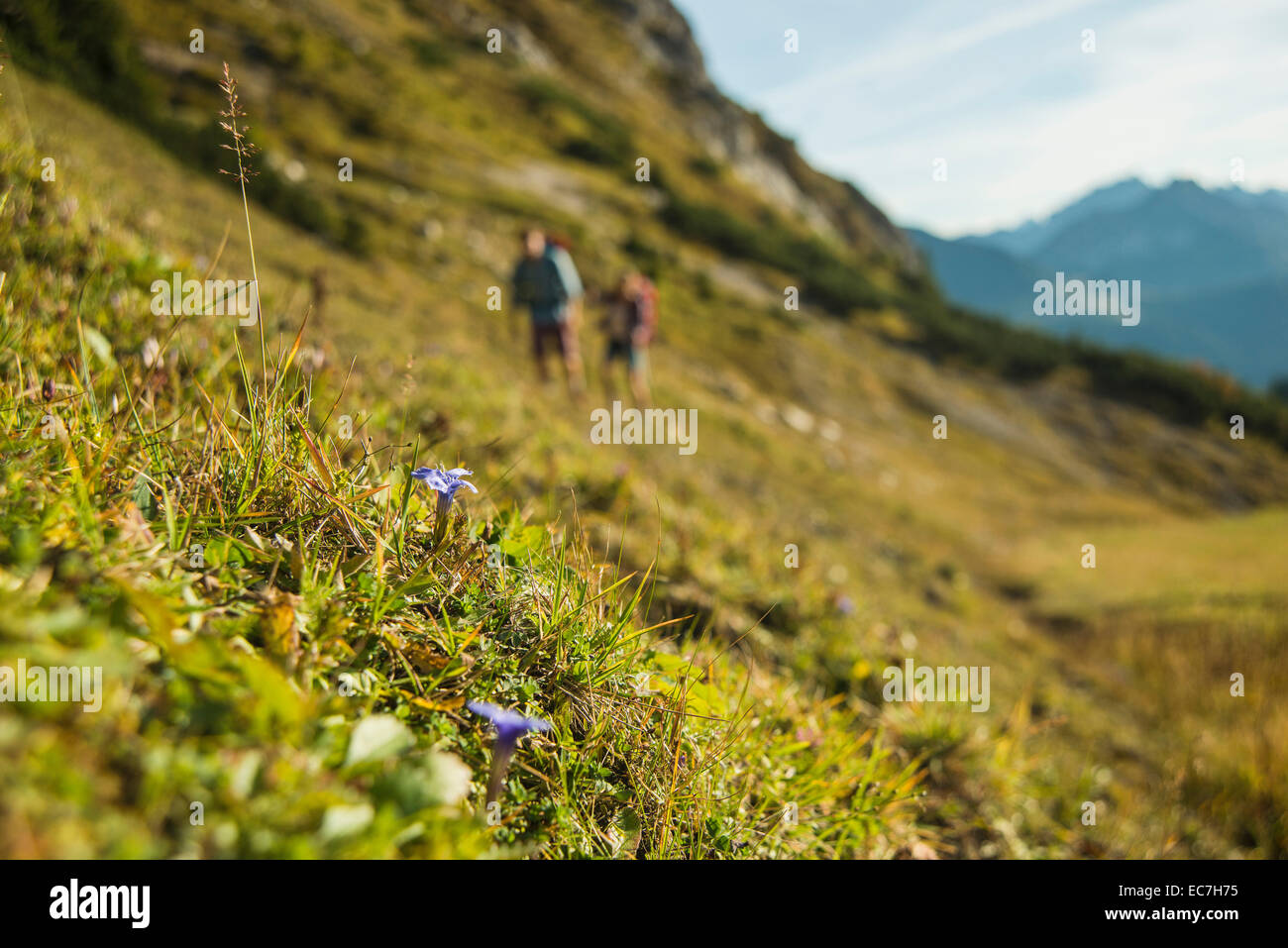 Austria, Tyrol, Tannheimer Tal, flowers growing on alpine meadow Stock ...