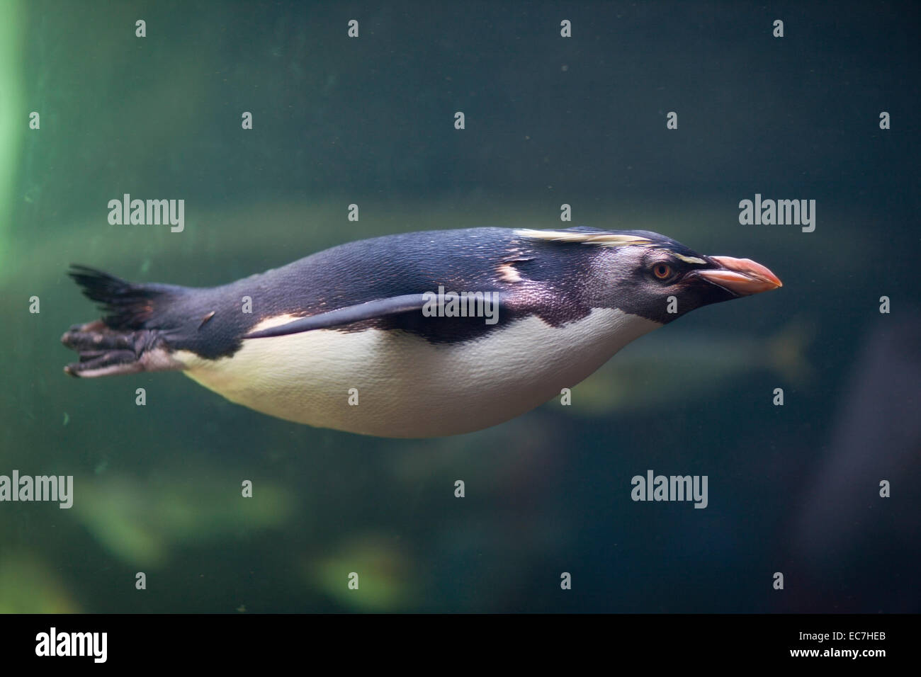 Penguin swimming in an aquarium Stock Photo - Alamy