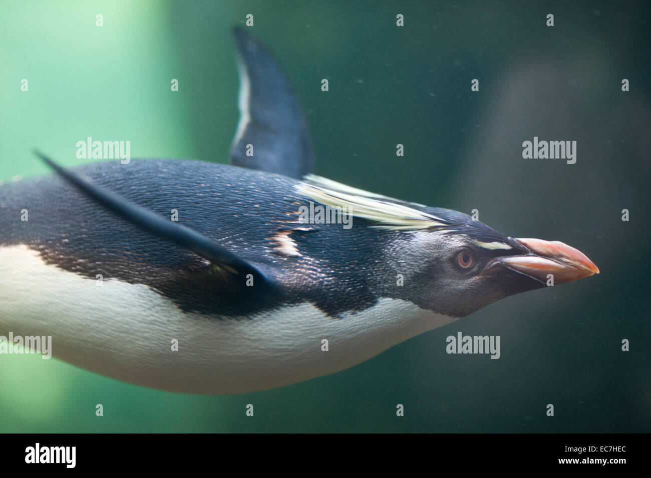 Penguin swimming in an aquarium Stock Photo - Alamy