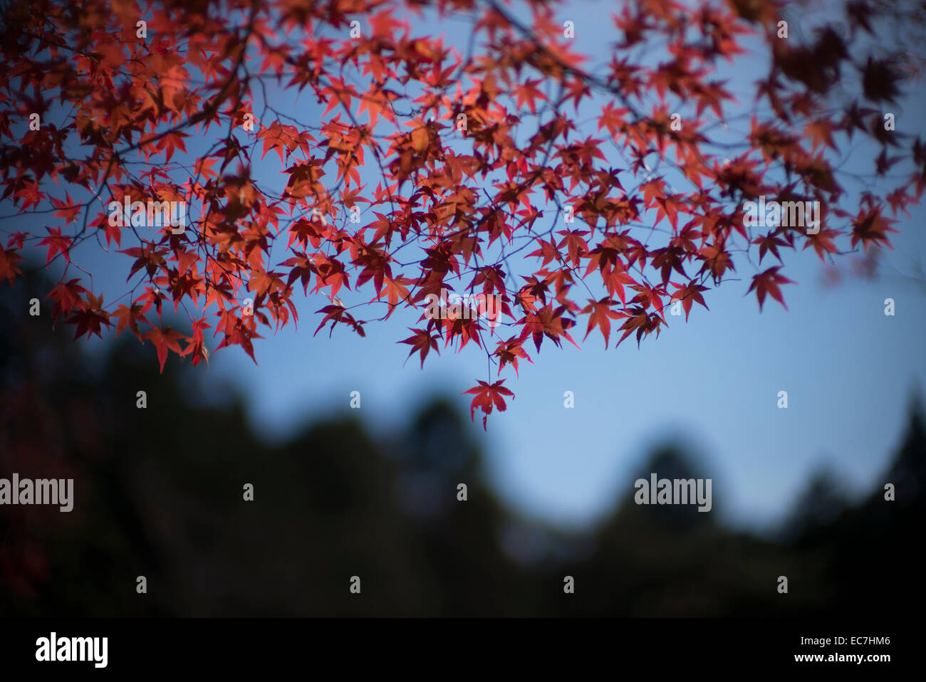Strong leaf color during autumn in Japan Stock Photo - Alamy