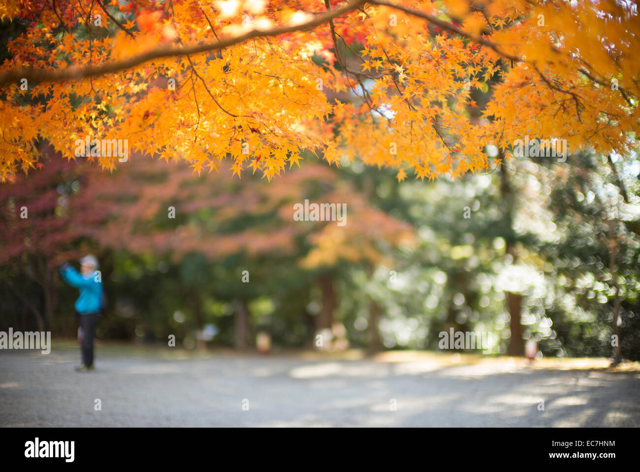 Photographing fall colors hi-res stock photography and images - Alamy