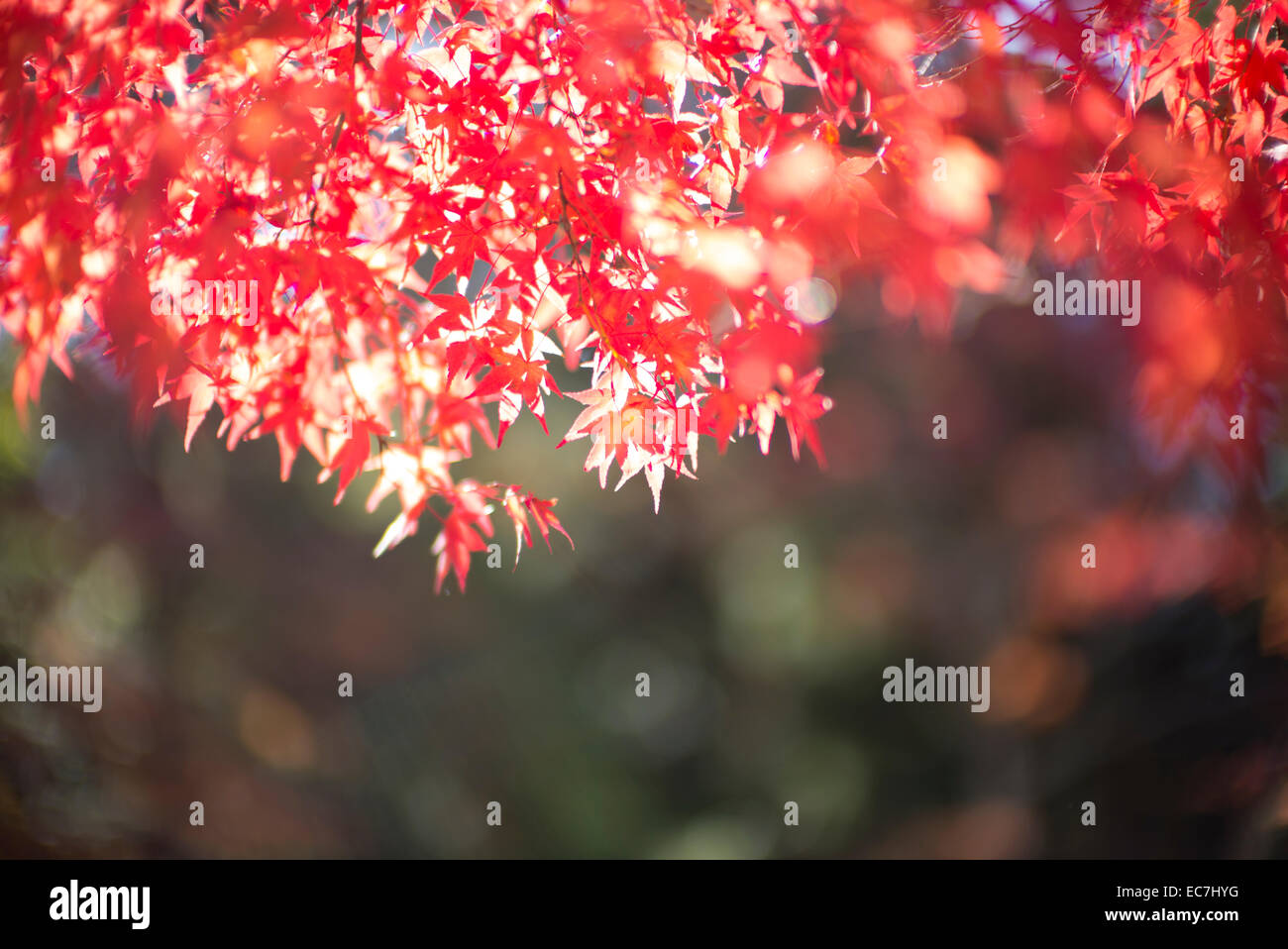 Strong leaf color during autumn in Japan Stock Photo - Alamy