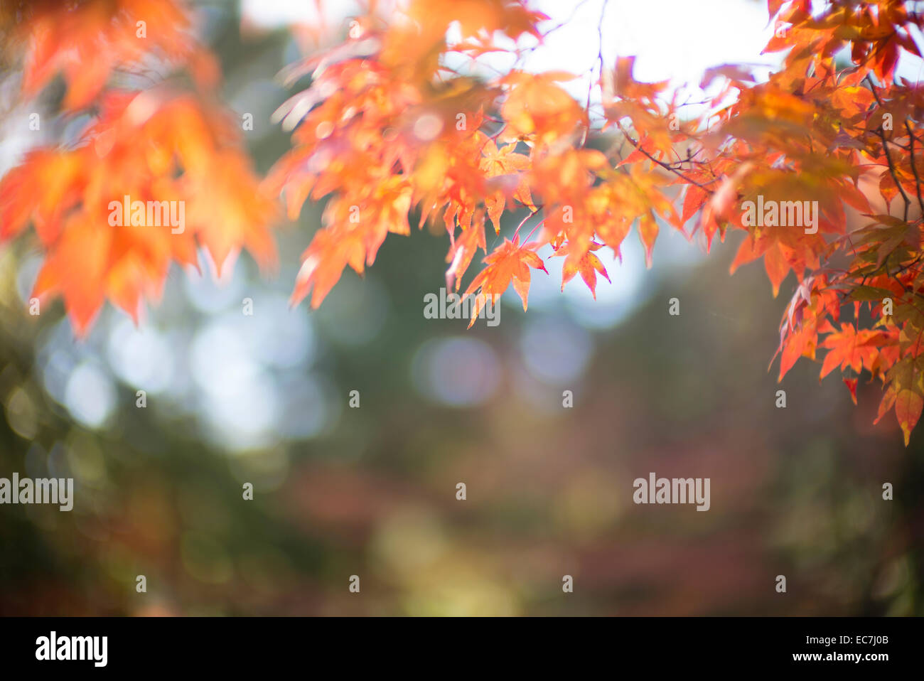 Strong leaf color during autumn in Japan Stock Photo - Alamy