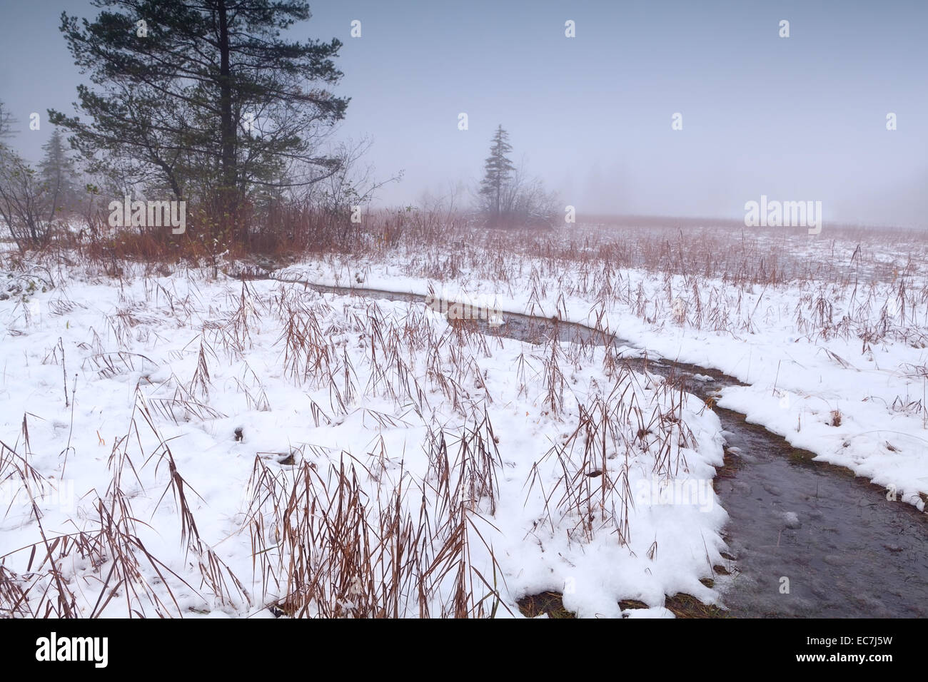 river on snowy foggy swamp, Bavaria, Germany Stock Photo - Alamy