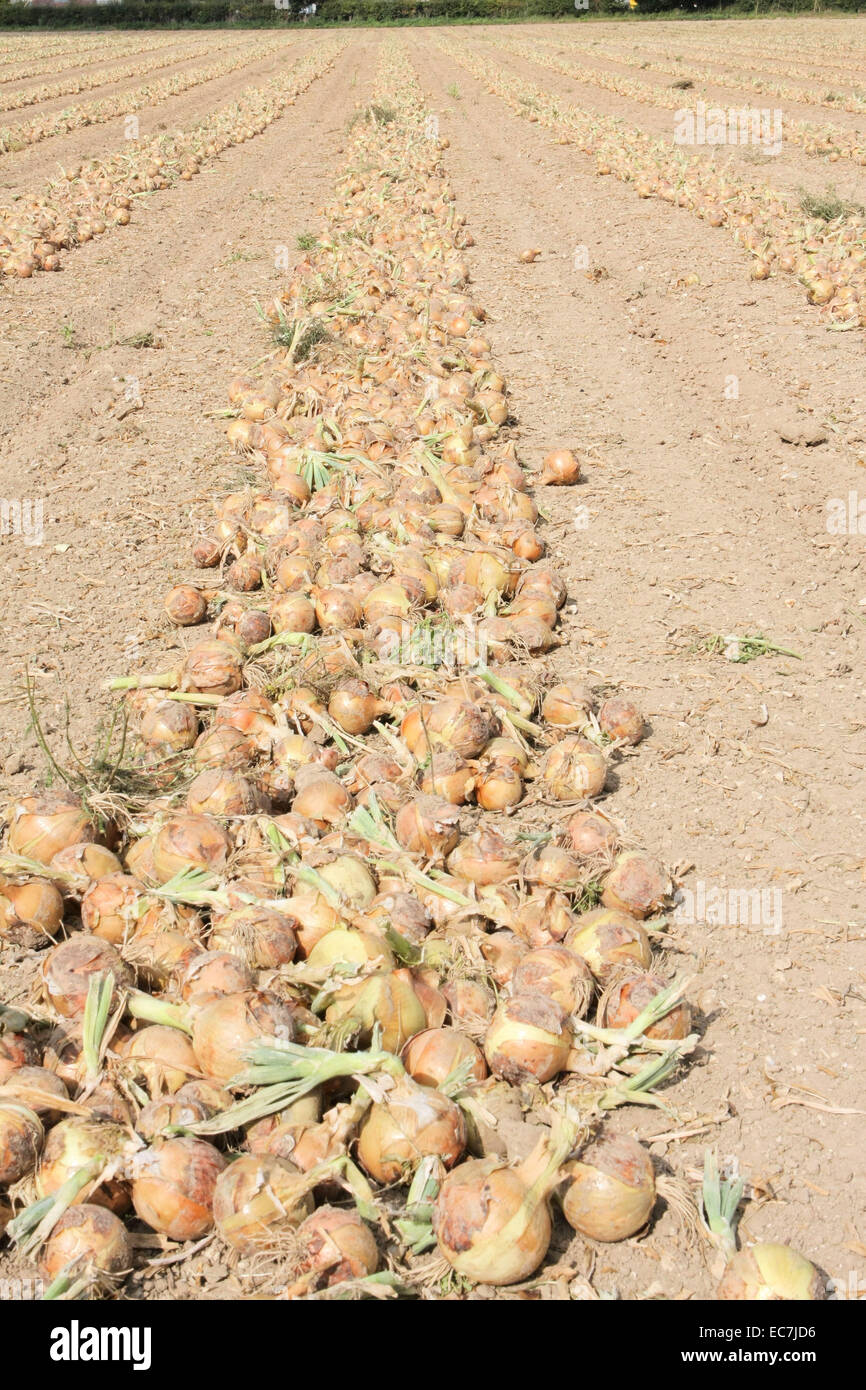 Lifting onions hi-res stock photography and images - Alamy