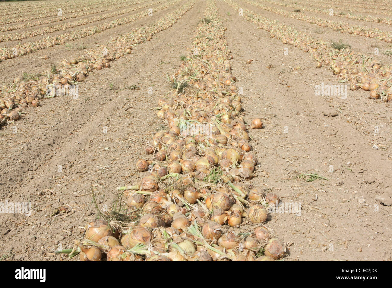 onions drying on a field Stock Photo - Alamy