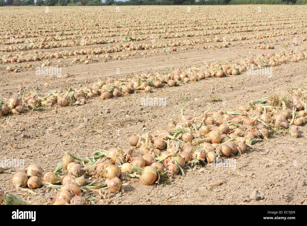 Lifting onions hi-res stock photography and images - Alamy