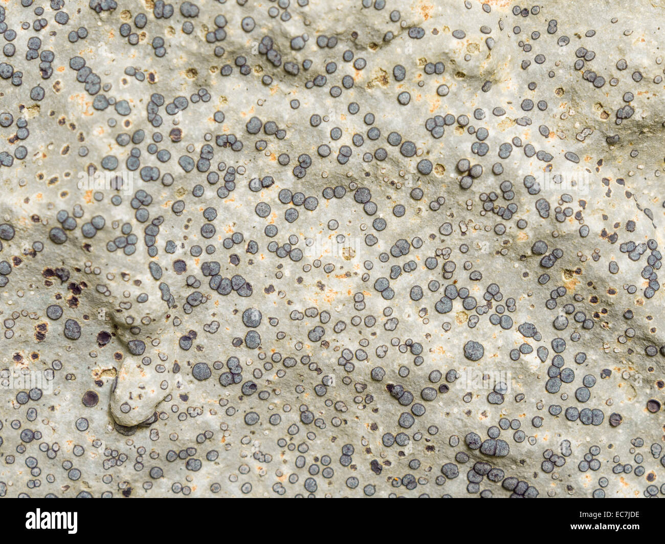 Point texture hi-res stock photography and images - Alamy