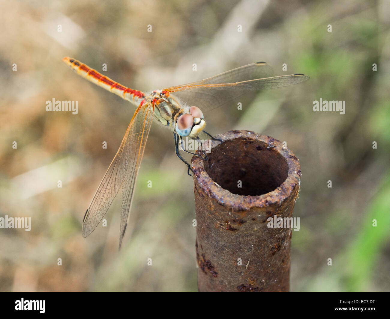 Dragonfly insects hi-res stock photography and images - Alamy