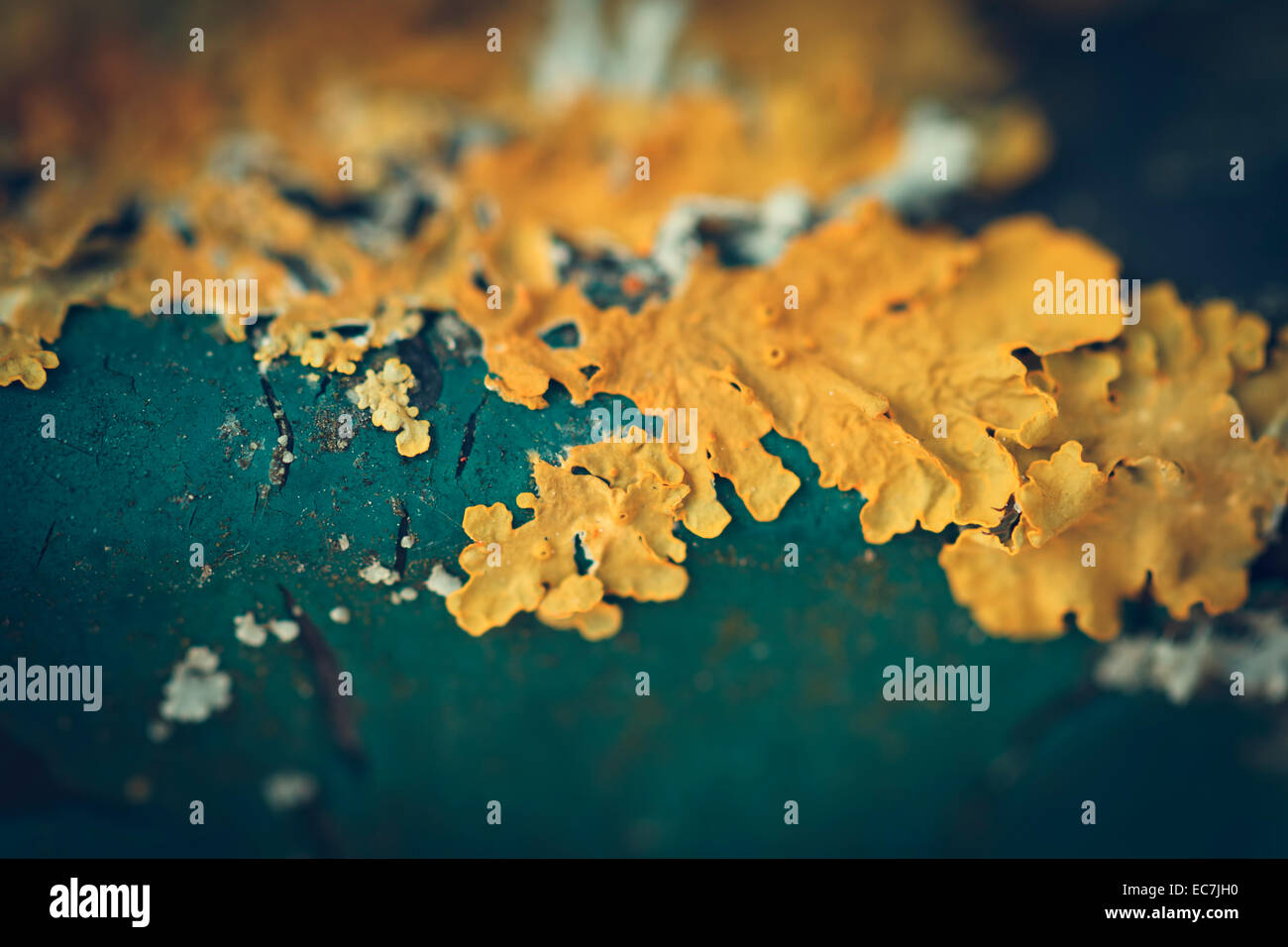 Lichen close up hi-res stock photography and images - Alamy