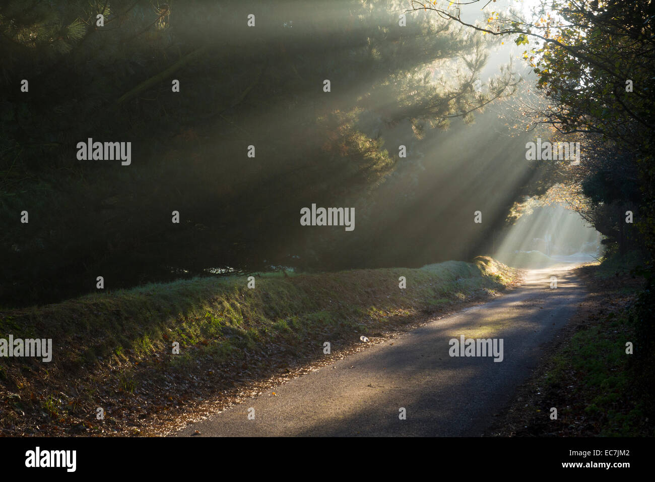 country lane with sun rays on winter morning in Croydon UK Stock Photo ...