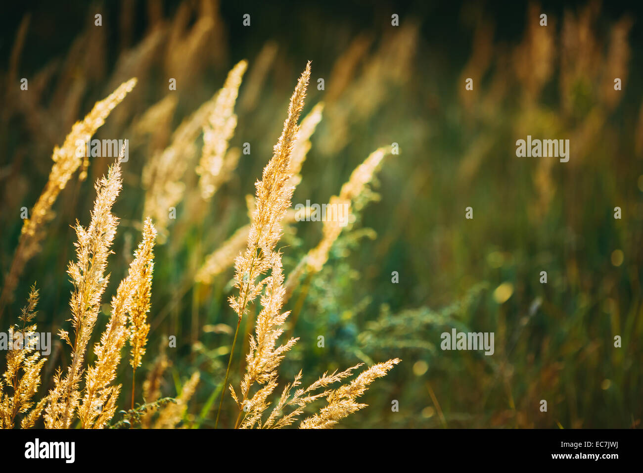 Dry Green Grass Field In Sunset Sunlight. Beautiful Yellow Sunrise ...