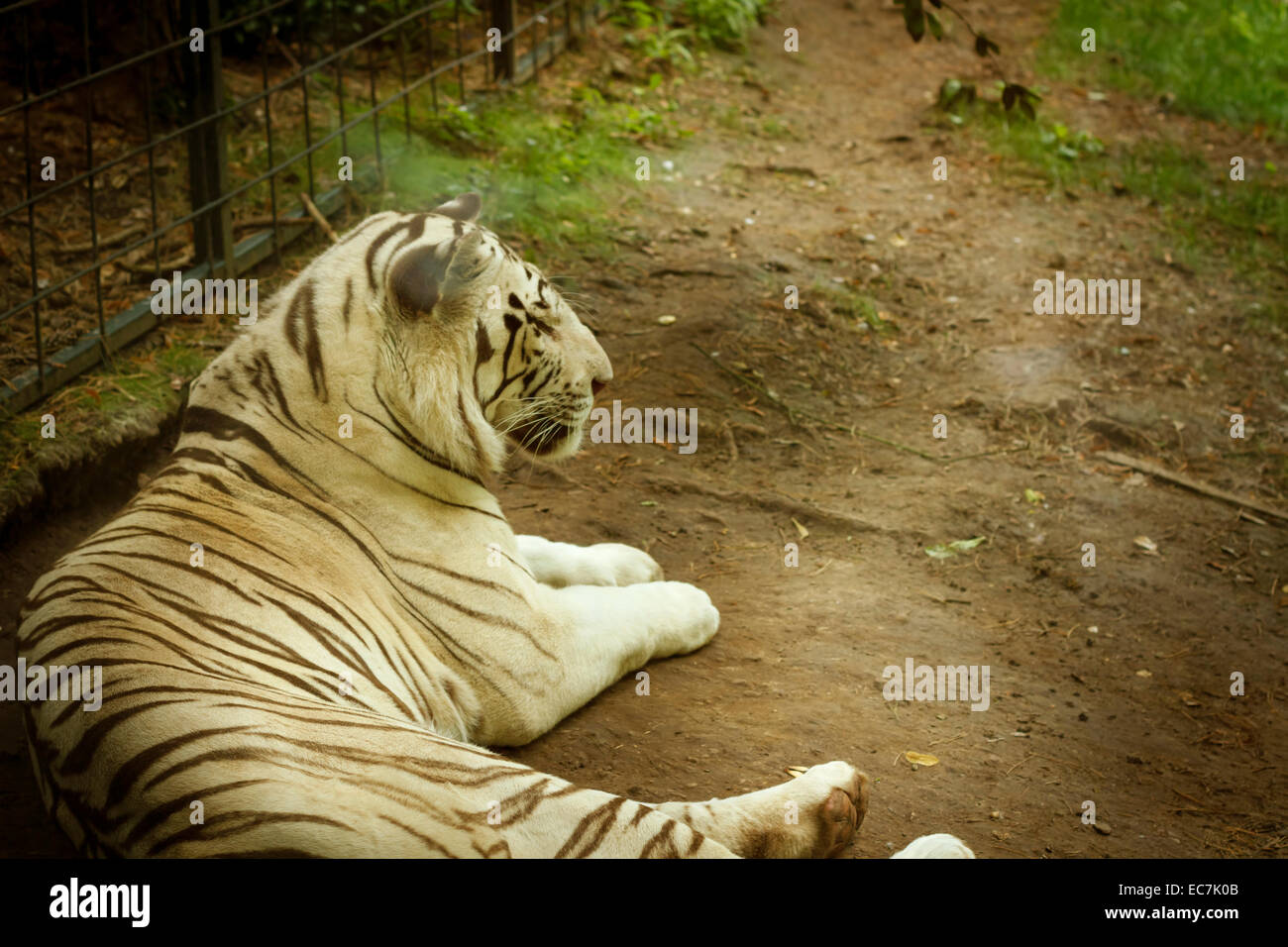 Rare white tiger hi-res stock photography and images - Alamy